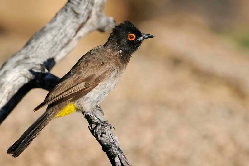 All Animals: African Red-Eyed Bulbul,Profile,Latest News,Photos