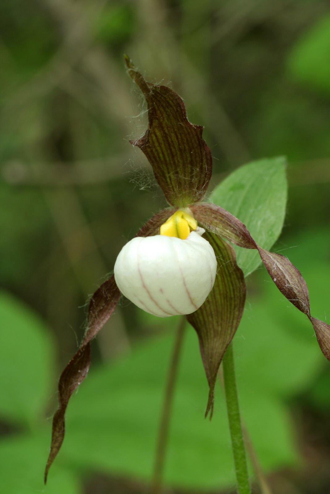 Native Orchids of the Pacific Northwest and the Canadian Rockies (and ...