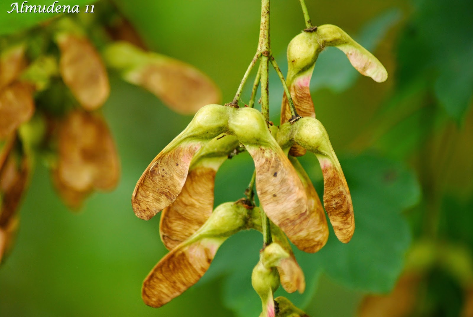 UN AMBIENTALISTA: Cuadernos de botánica: el arce de Montpellier