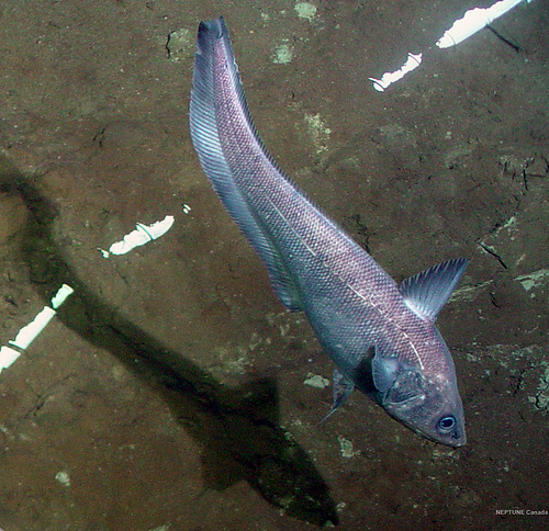 Real Monstrosities: A to B in the Deep Sea