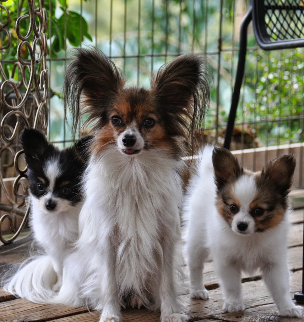 Road's End Papillons : 8 Weeks old Papillon Puppies