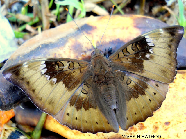 Common Baron Male / Euthalia aconthea