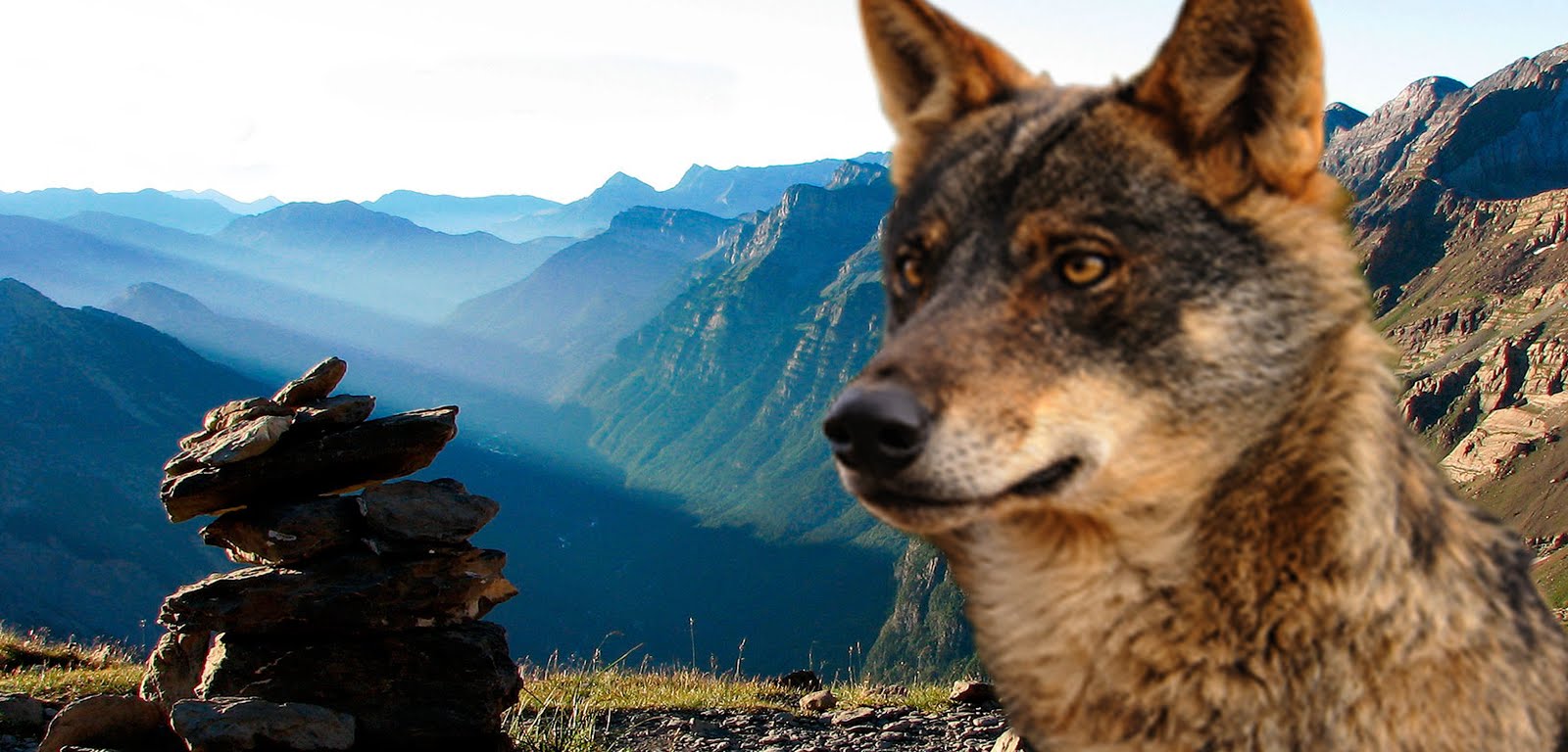 5 CONSEJOS PARA VER LOBOS Y REBECOS EN LOS PIRINEOS