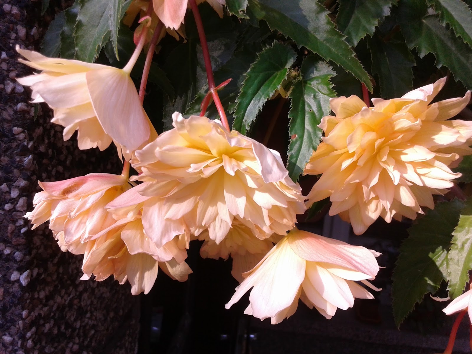 Begonia tuberhybrida pendula - AprendaCultivar