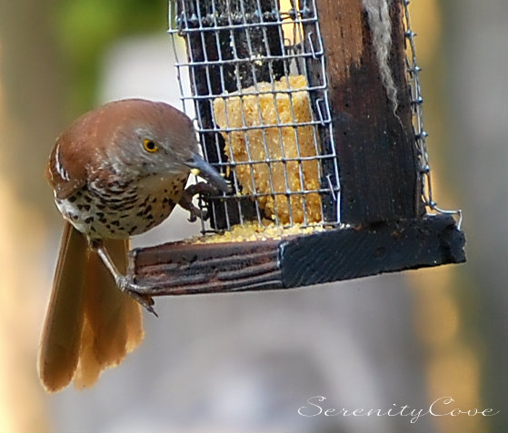 Serenity Cove: A Surprise Bird Visit