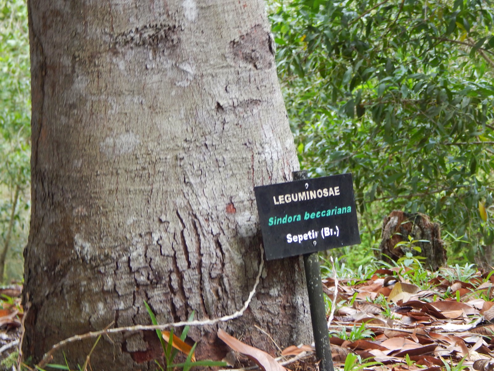 The Amazing place in BRUNEI DARUSSALAM : Luagan Lalak Labi,Kuala Belait