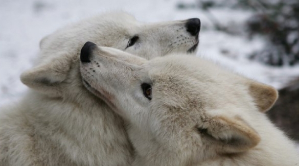 White Wolf : Wolf Love: A Valentine's Day Wolf Love Story