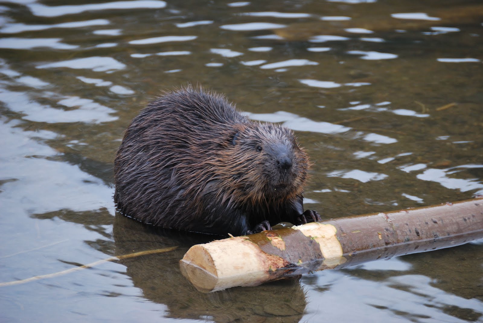 CLUBE DAS PATINHAS: Os simpáticos Castores