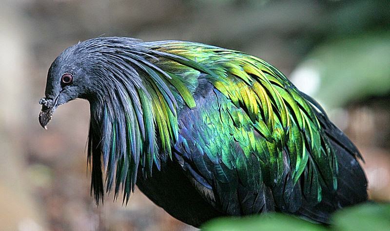 NICOBAR PIGEON photos - wallpapers | the fun bank