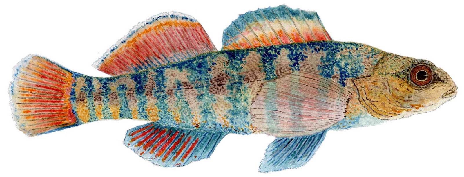 Daily Painters of Pennsylvania: 'Watercolor Study of a Candy Darter ...