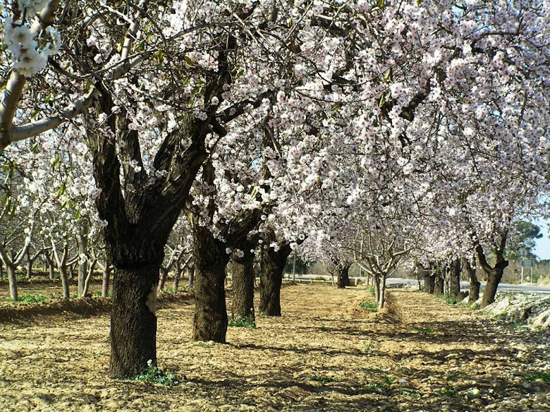 Paisatges i Jardins Landscapes and Gardens: Ametllers (Prunus dulcis ...