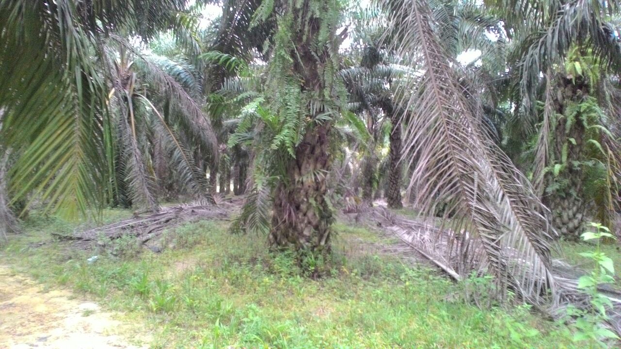 TANAH TEMERLOH ******: KEBUN SAWIT 6.8 EKAR DI KG. PAYA PERAK UNTUK DIJUAL