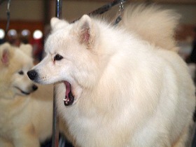 Spa Canino Rizos & Caprichos: ESTRÉS EN LOS PERROS