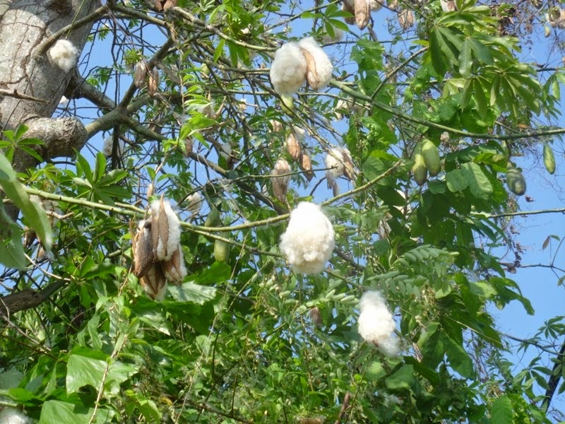 save our nature: kisah kekabu