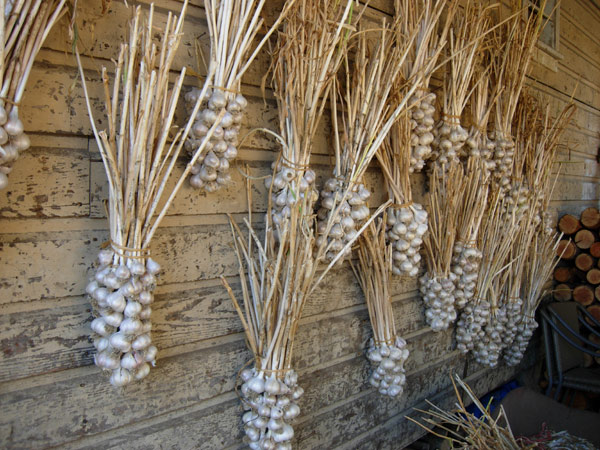 Growing garlic