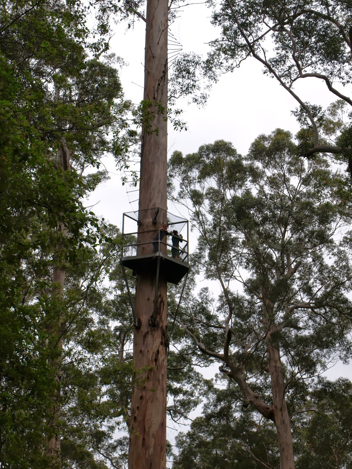 Observations in an undemocratic world: The Bicentennial Tree - Pemberton