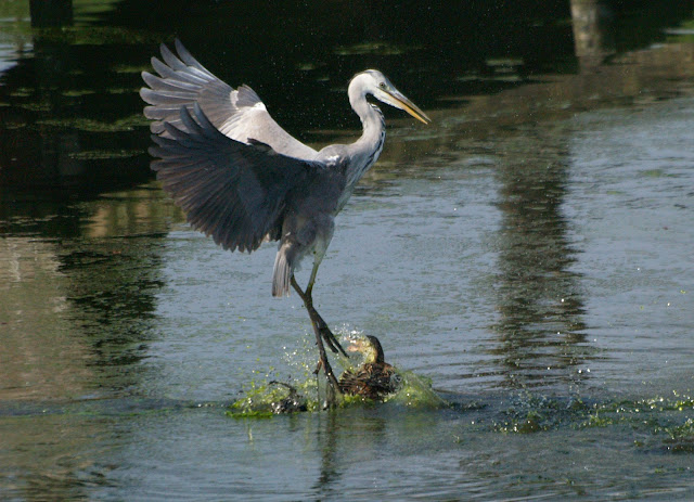Fotografiando mi Mundo: La Garza Real. Ardea cinerea