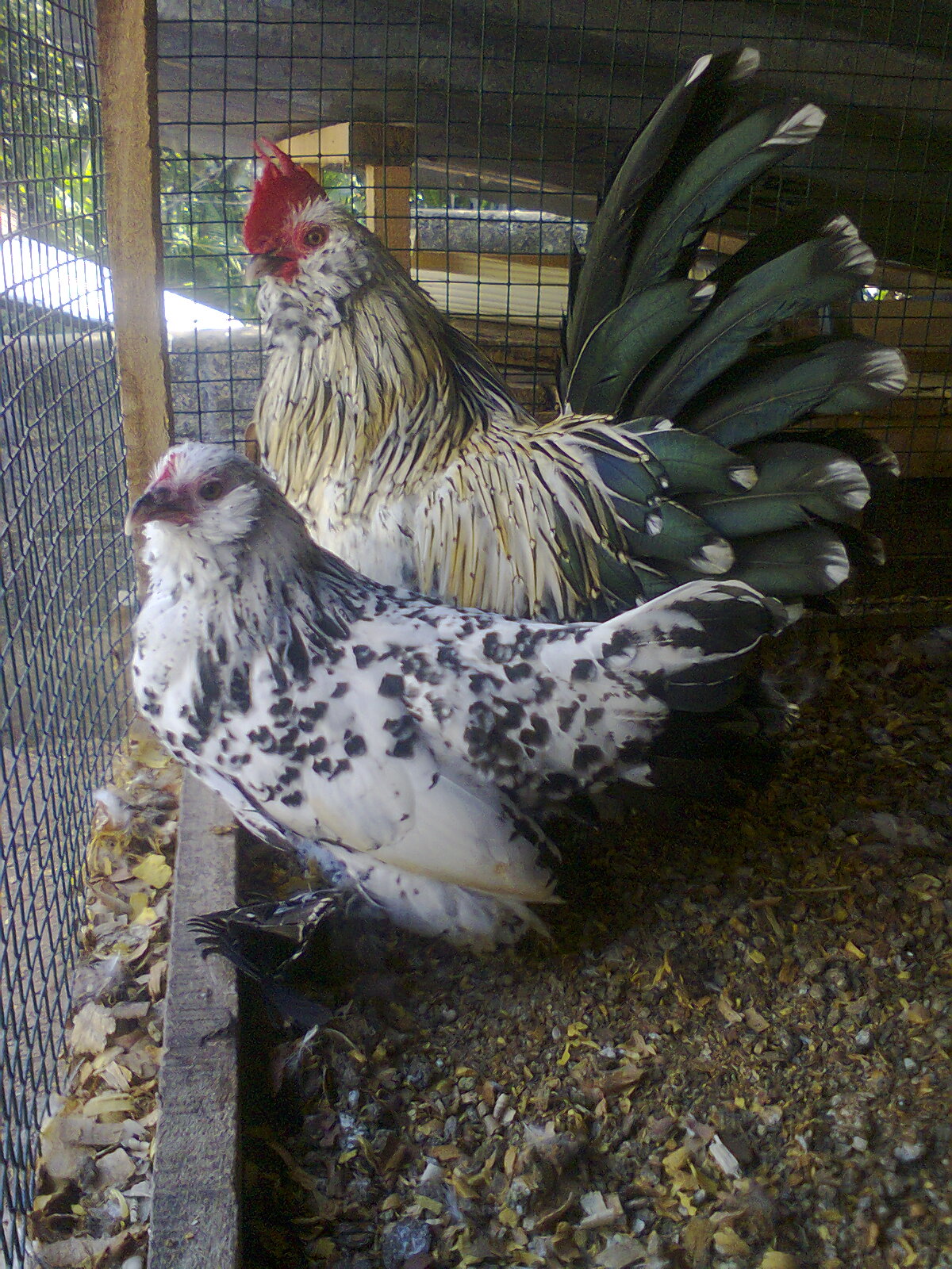 Silver Millie Fleur ~ P S Pet Circle