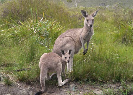 All About Animal Wildlife: Kangaroo Images and Facts