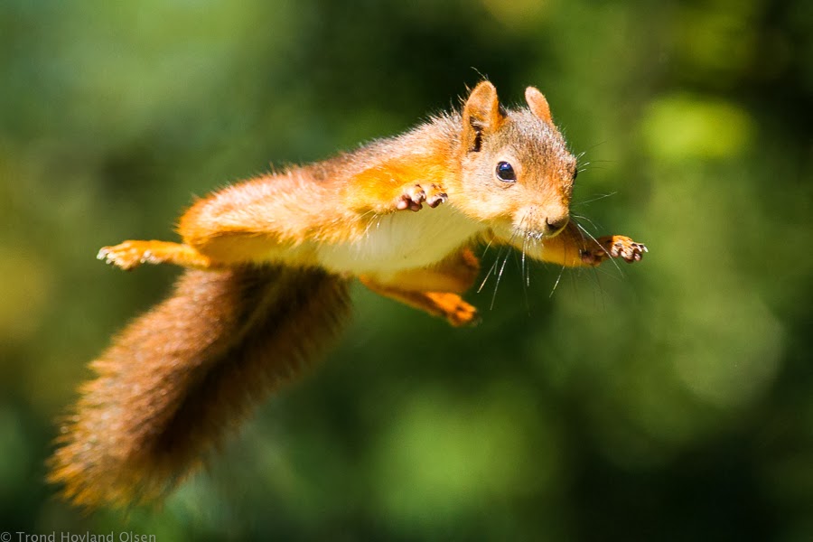 Naturbilder : Ekorn i farta