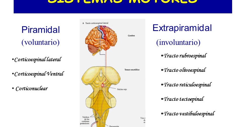 Neuroanatomía : VÍA EXTRAPIRAMIDAL