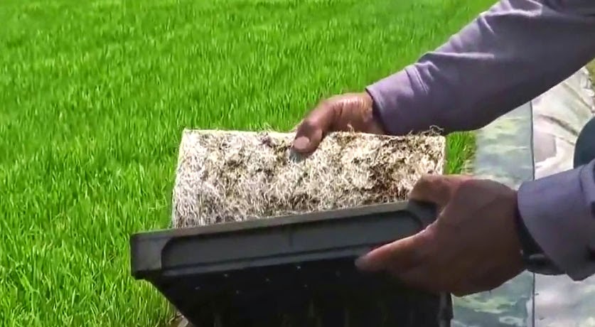MEMBUAT PERSEMAIAN PADI UNTUK PENANAMAN DENGAN RICE TRANSPLANTER ...
