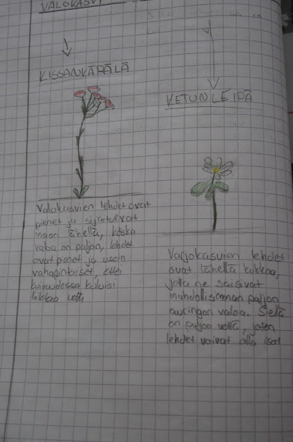 Metsät: kasvillisuus ja sienet