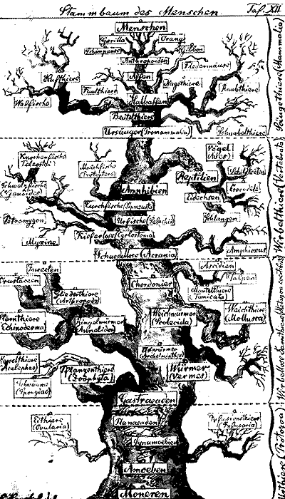 The Genealogical World of Phylogenetic Networks: What is "Haeckel's ...