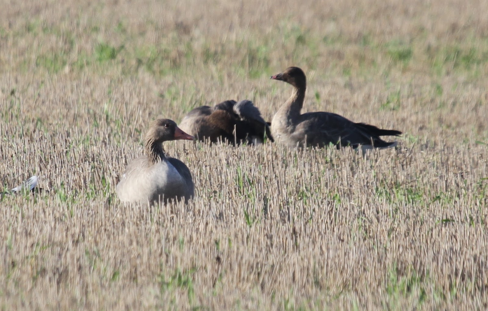 Graham's Birding Blog: 2011