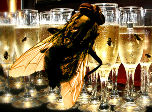 Escalofriorgasmicosmicuántico: Camarero: hay una mosca en mi champaña