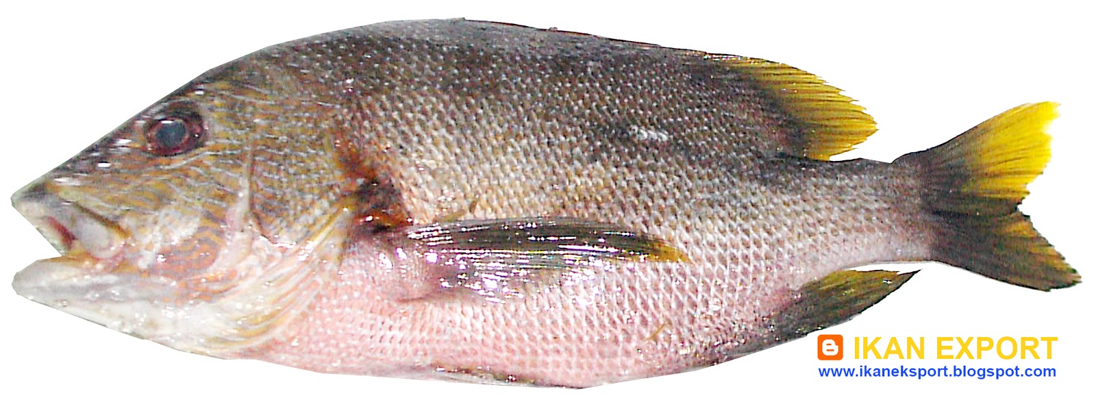 Ikan Eksport: Ikan Kampuh Kampo Sangnging