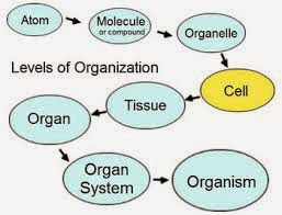 STS Abu Dhabi (Girls) [Grade 11]: Chemistry & Biology