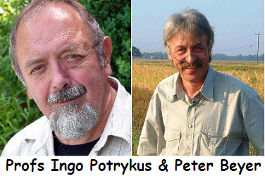 The Golden Rice and It's Health Benefits