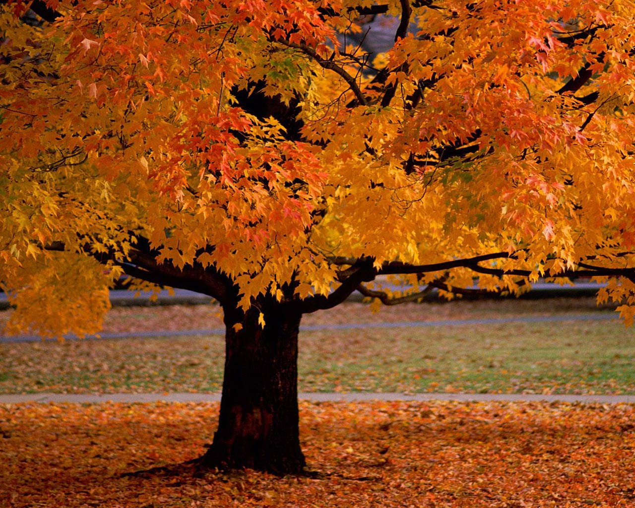 Autumn Trees Desktop Wallpaper | Top Quality Wallpapers