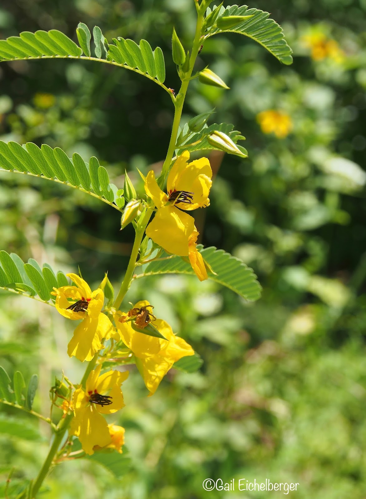 clay and limestone: Wildflower Wednesday: Partridge Pea makes a stand