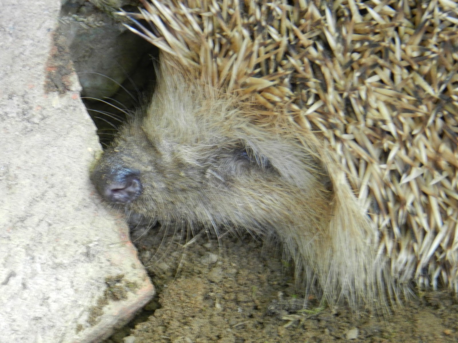 Con POSADA y TORRE : ERIZO COMÚN,. Erinaceus europaeus ( Erinaceidos )