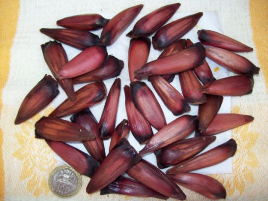 "Parque de Araucarias Araucanas" - Chile: Como sembrar piñones de ...