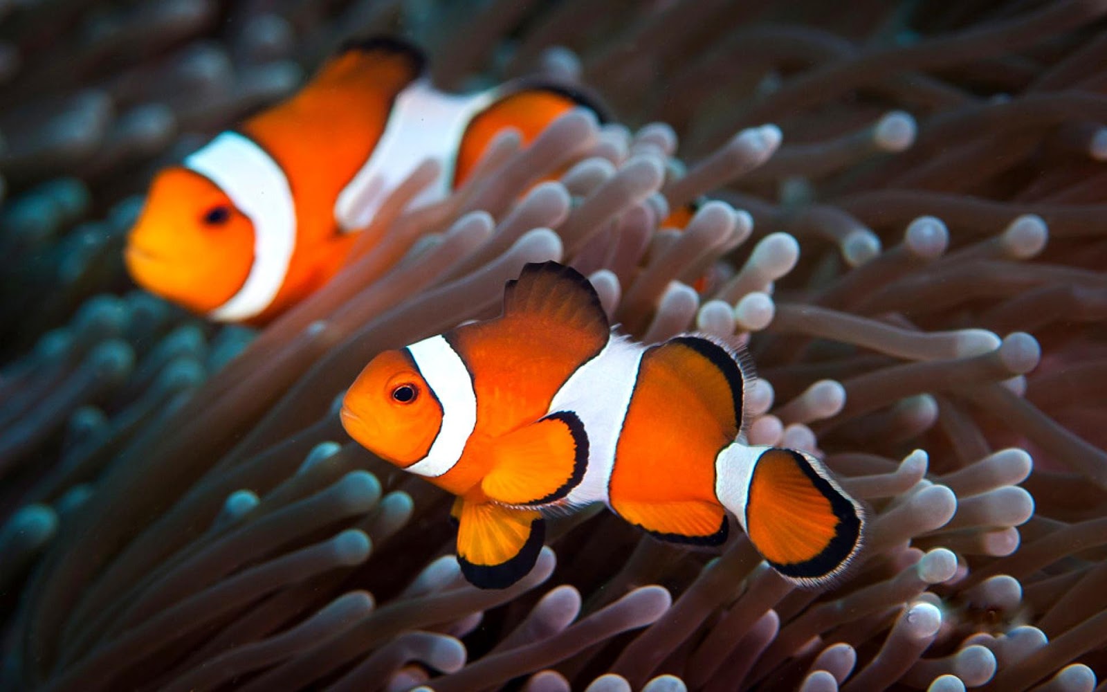 Interesting Facts about our Nemo Clownfish We Never Knew!