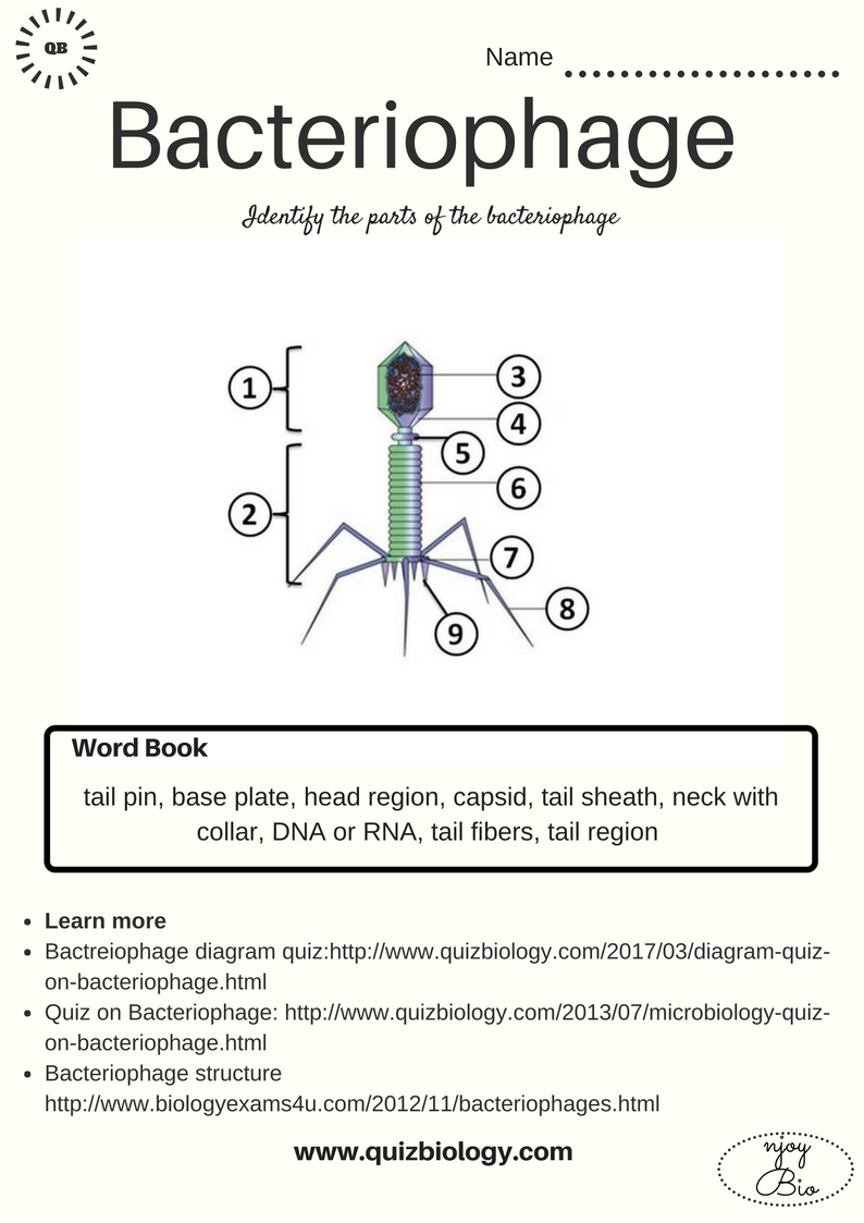 Bacteria Diagram Worksheet