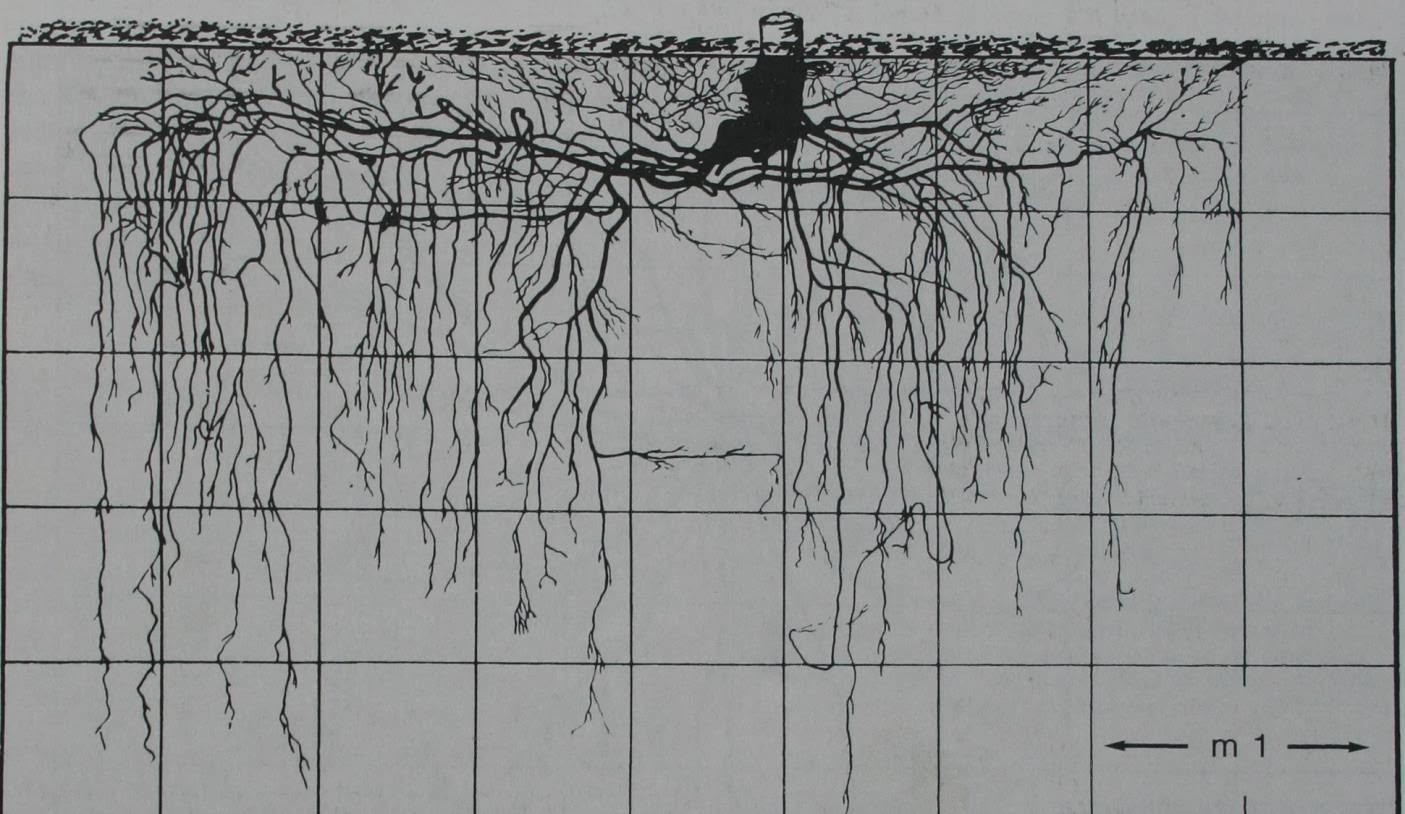 Antonio Bruno Dottore Agronomo Esperto in diagnostica urbana e ...