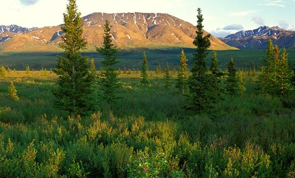 ecosistematerrestre: TAIGA