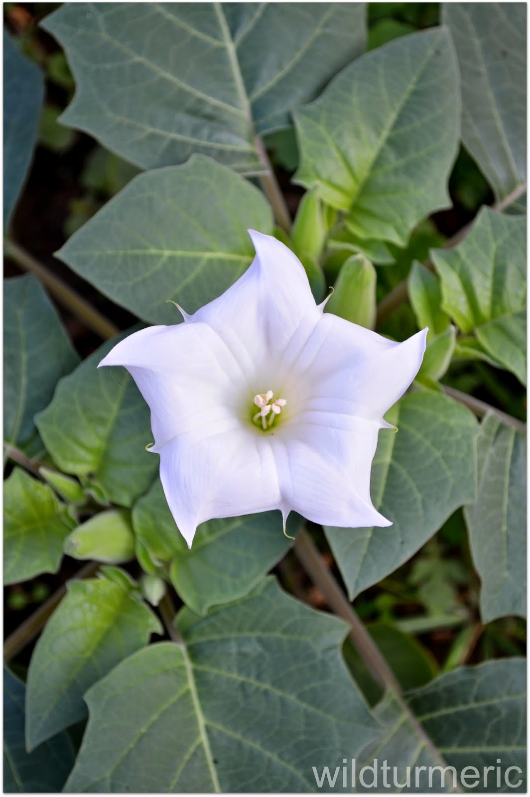 Health Benefits, Uses & Side Effects of Datura Flowers, Seeds & Leaves ...