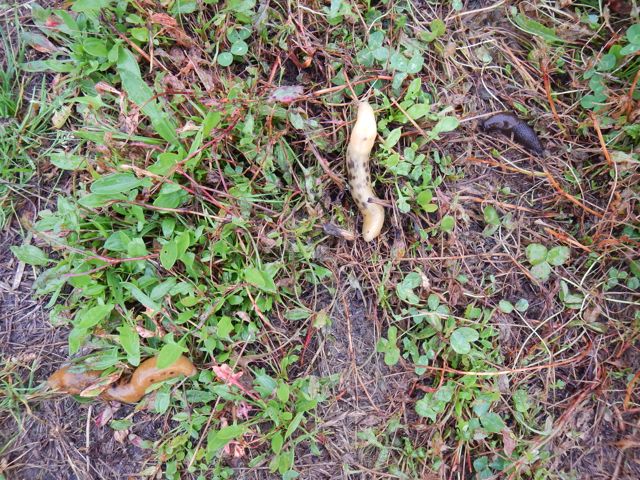 Columbia Coast Natural History: Autumnal Slug Rain––another kind of rain
