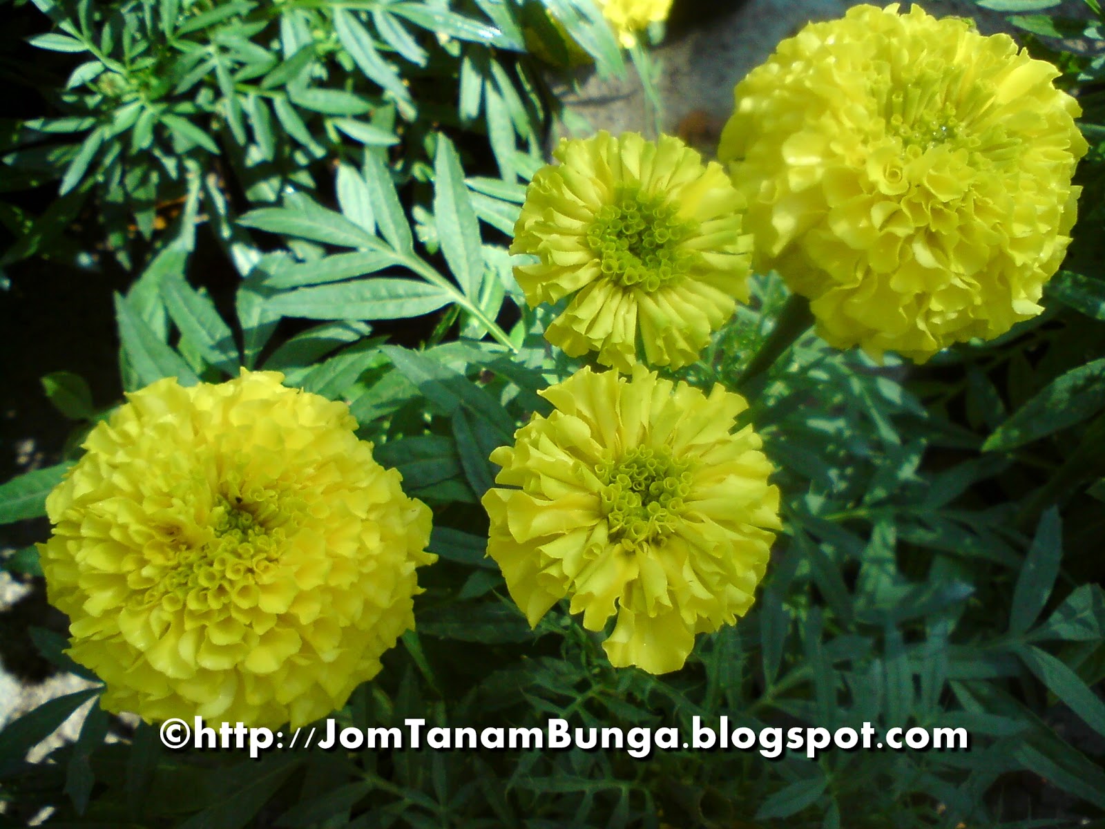 Jom Tanam Bunga: Bunga Tahi Ayam - Marigold ke Lantana Camara?