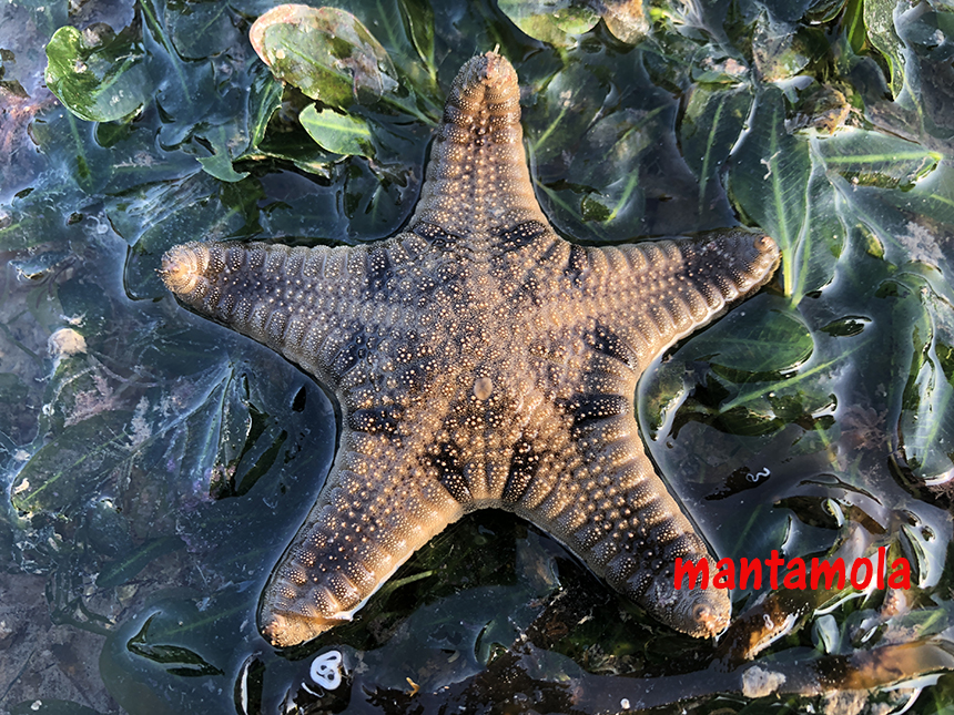 manta blog: Exploring Sea Shore of Singapore - Part 1
