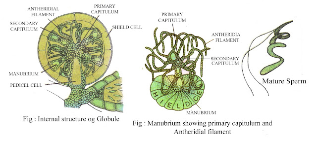 CHARA - STRUCTURE OF VEGETATIVE BODY AND REPRODUCTION