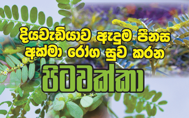දියවැඩියාව ඇදුම පීනස අක්මා රෝග සුව කරන පිටවක්කා | Mini Gossip | Gossip ...