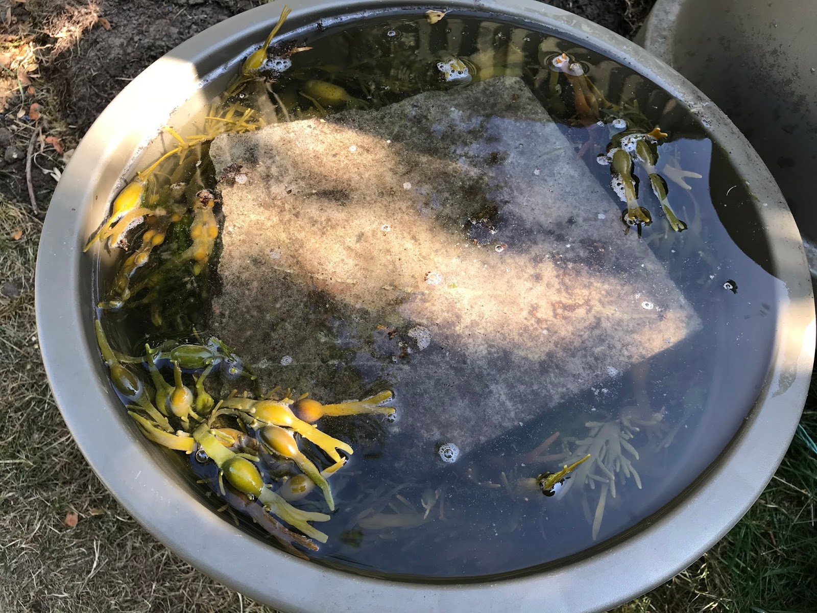 Down on the Allotment: Unusual edibles