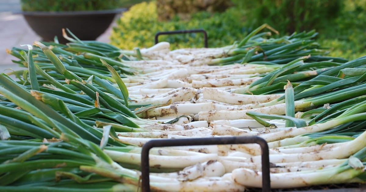 Paradis: Calçotada en Barcelona