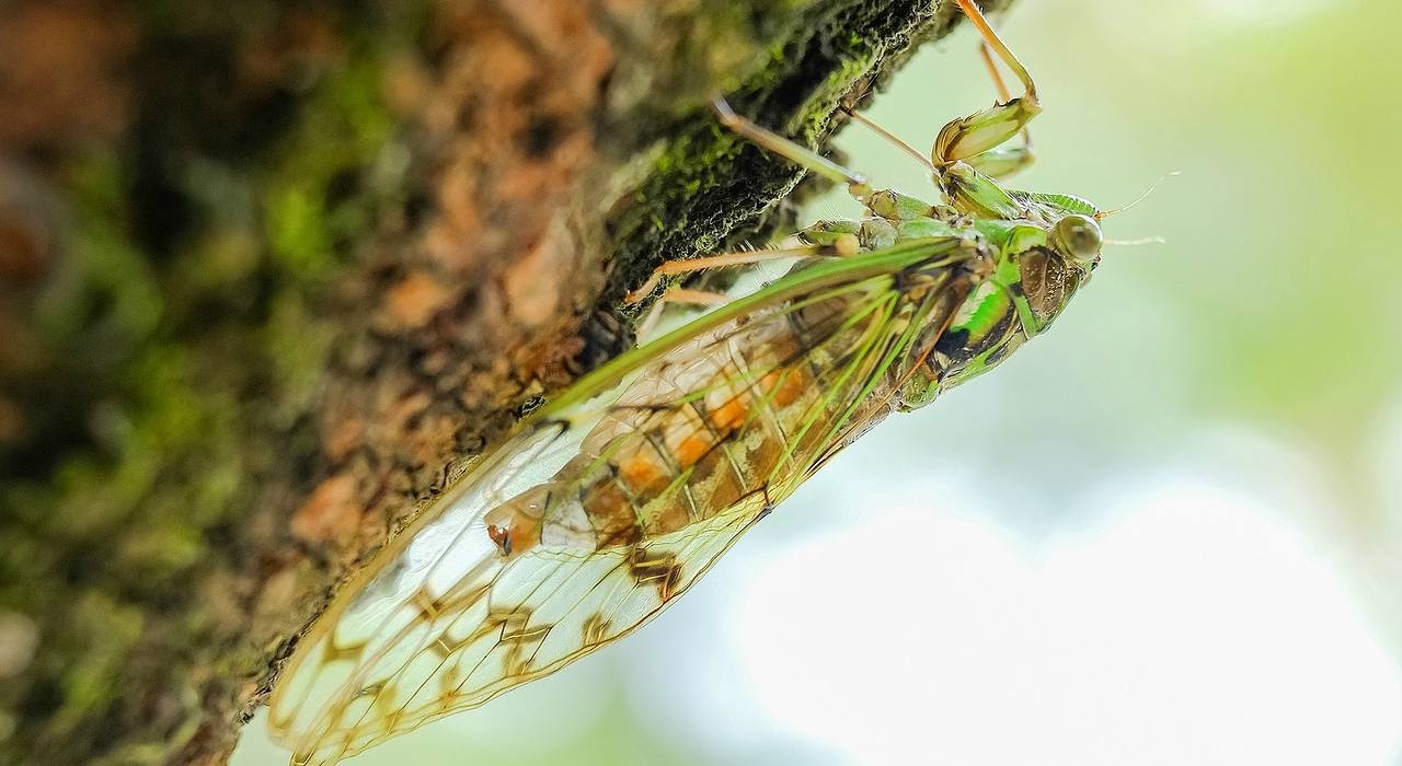 10 Fakta Unik Menarik Jangkrik si Pemilik Suara Krik-Krik - Dunia ...